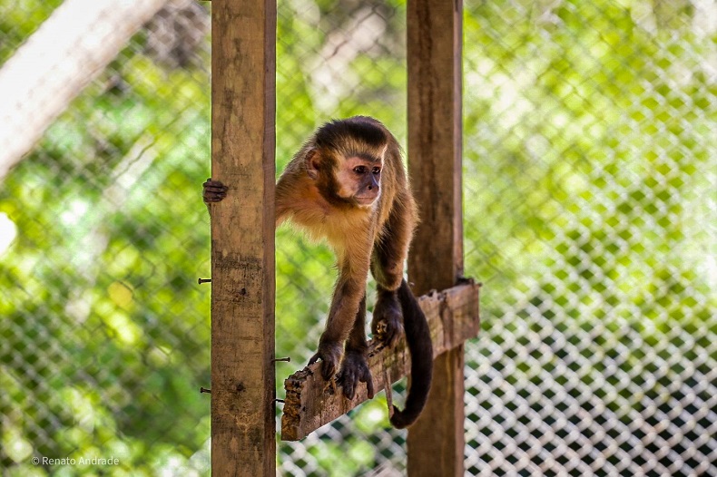 Macaco visto lavando louça é capturado em Araozes e Ibama vai confirmar ...